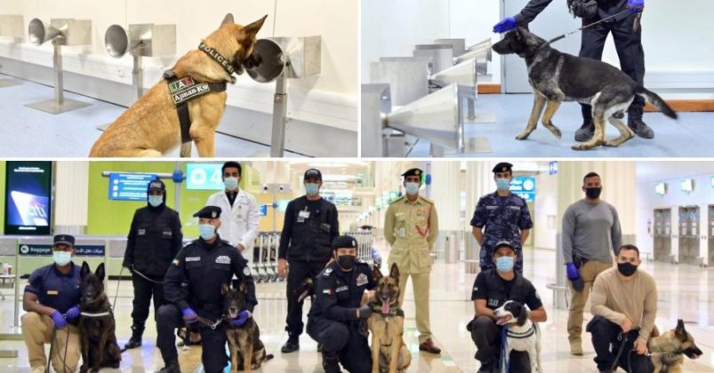 WATCH: UAE K9 Police Dogs Trained to Detect Persons with COVID-19 | Dubai OFW