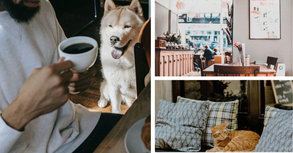 12 Best Pet-friendly Cafes in Dubai | Dubai OFW