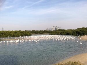 Al Qudra Lake: Things to Do, Location, What to Expect | Dubai OFW